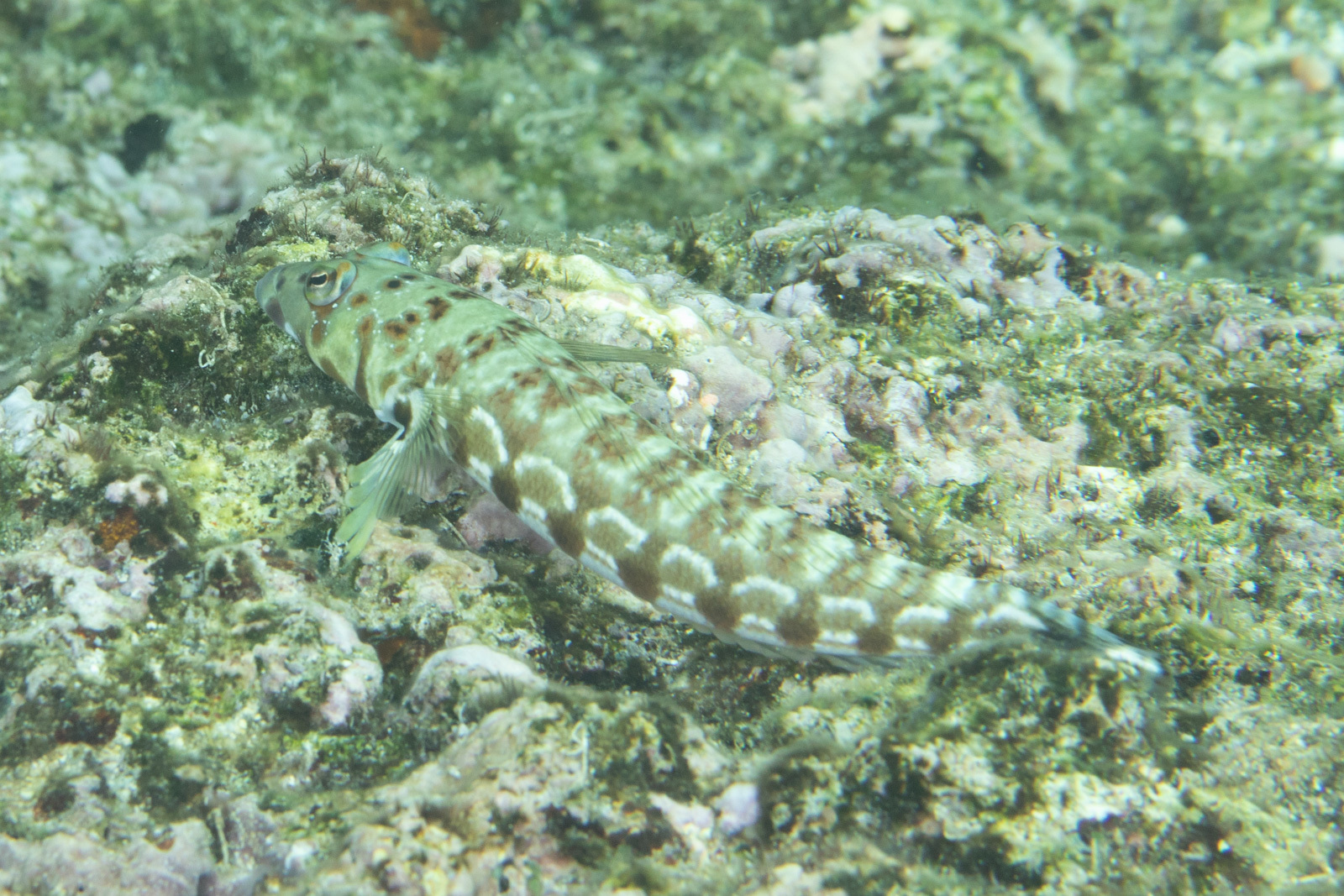 Parapercis millepunctata (Günther, 1860)