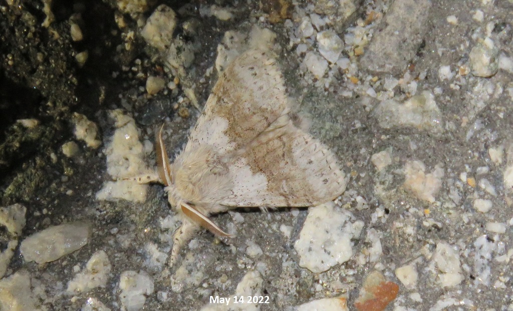 Calliteara pseudabietis from Anheung-myeon, Hoengseong-gun, Gangwon-do ...