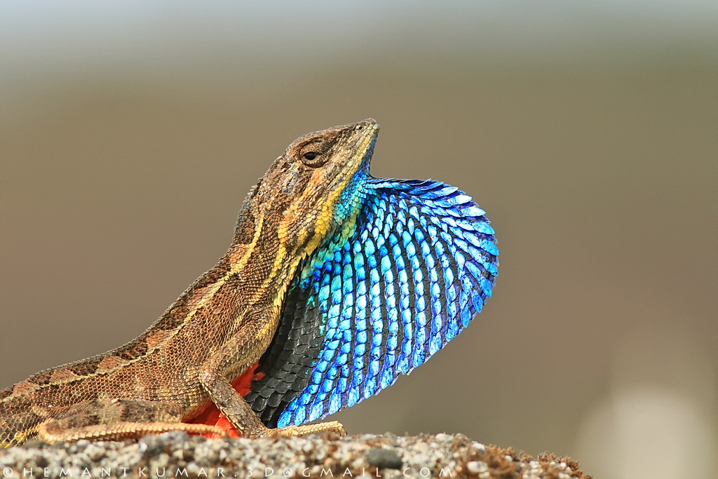 Superb Large Fan-throated Lizard from satara on June 7, 2015 by ...