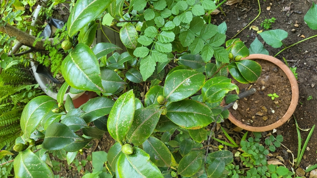 Chilean Hazel from Mopani, ZA-NP, ZA on May 14, 2022 at 10:35 AM by ...