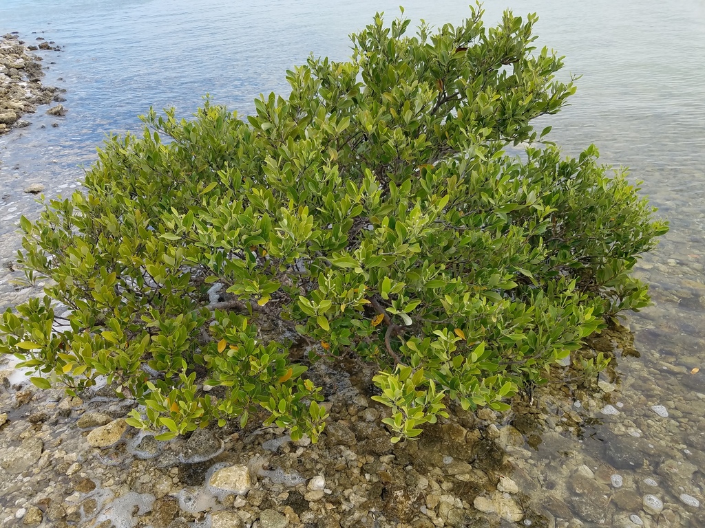 Mangle prieto desde Hernando Beach, Florida, United States el 13 de ...