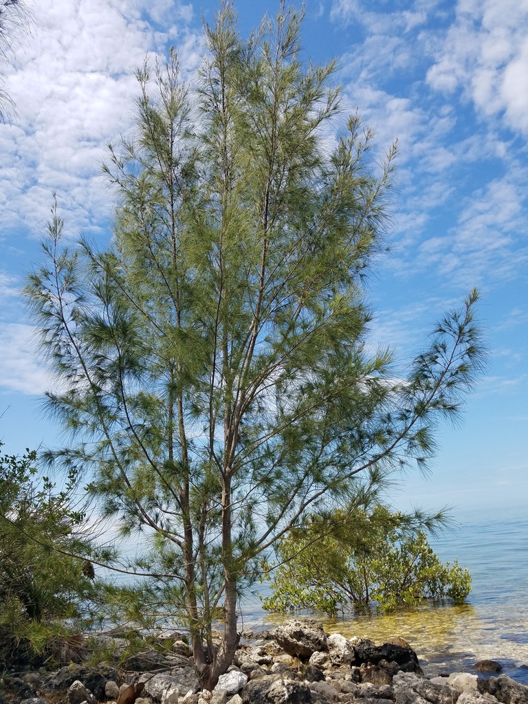 Beach Sheoak from Hernando Beach, Florida, United States on May 13 ...