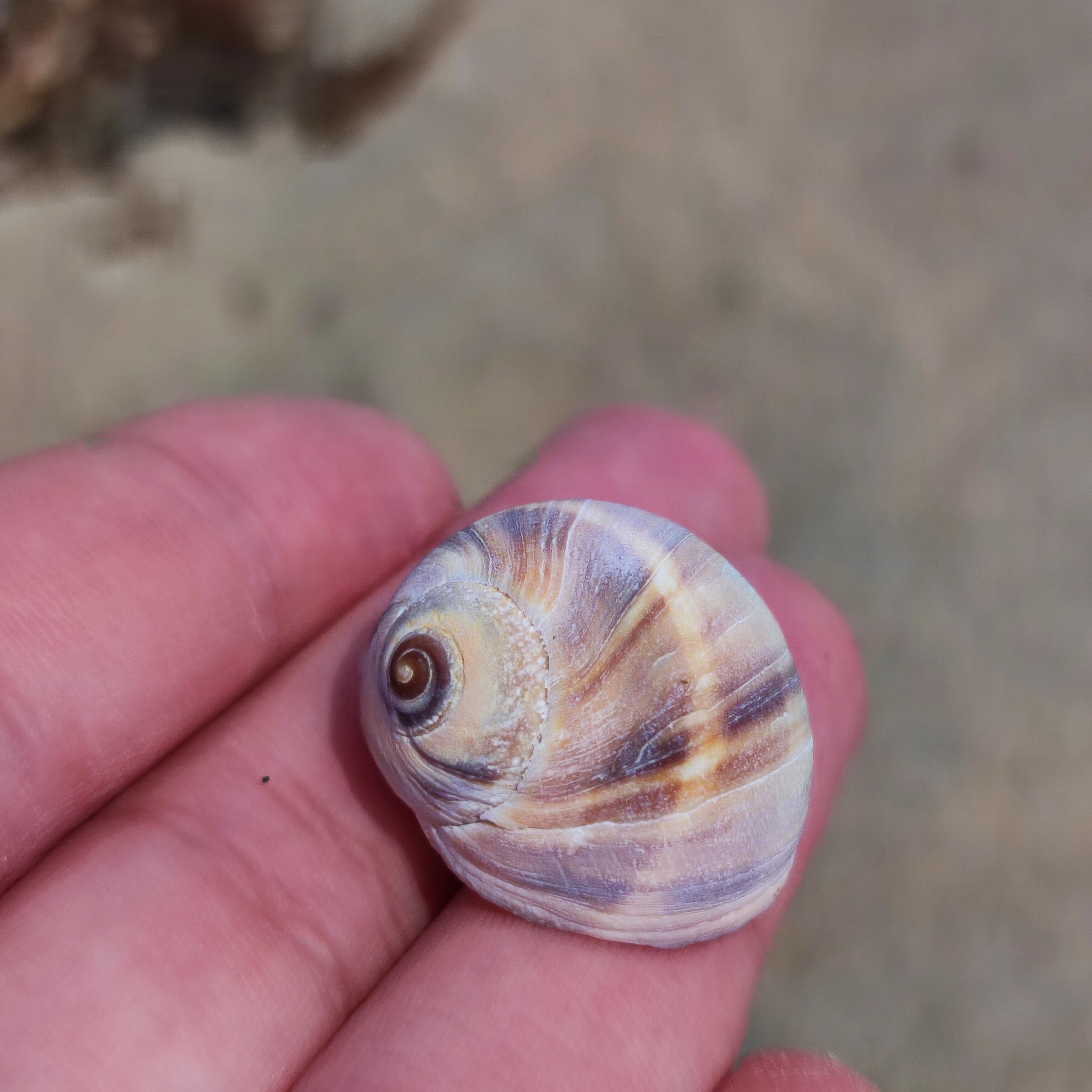 Cryptonatica janthostoma (Deshayes, 1839)