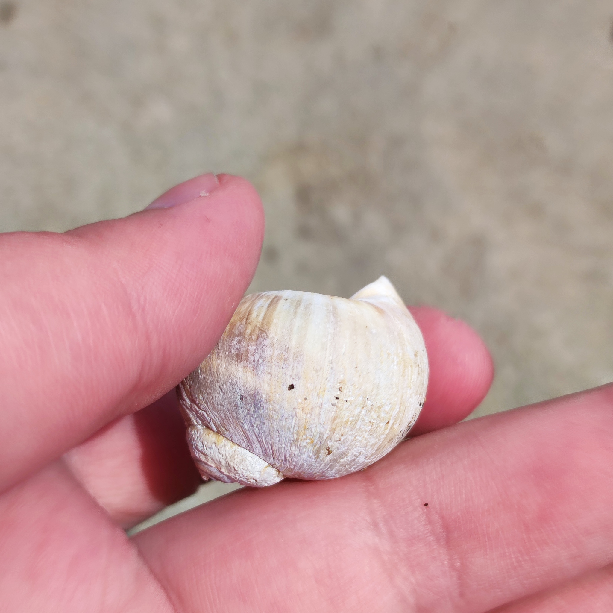 Cryptonatica janthostoma (Deshayes, 1839)