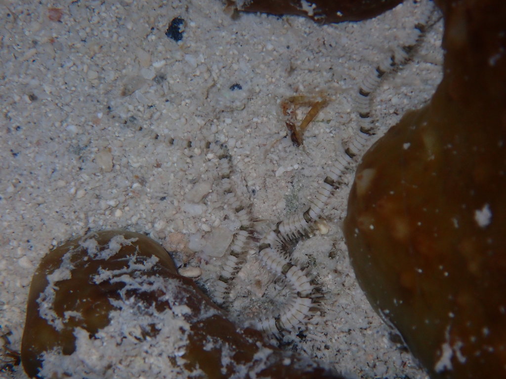 Reticulated Brittle Star from Monroe County, FL, USA on May 3, 2022 at ...