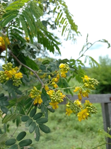 variedad Libidibia ferrea ferrea · NaturaLista Colombia