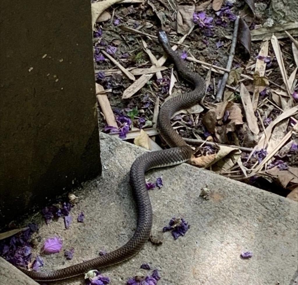 Puerto Rican Racer from Puerto Rico, Jayuya, Puerto Rico, US on May 13 ...