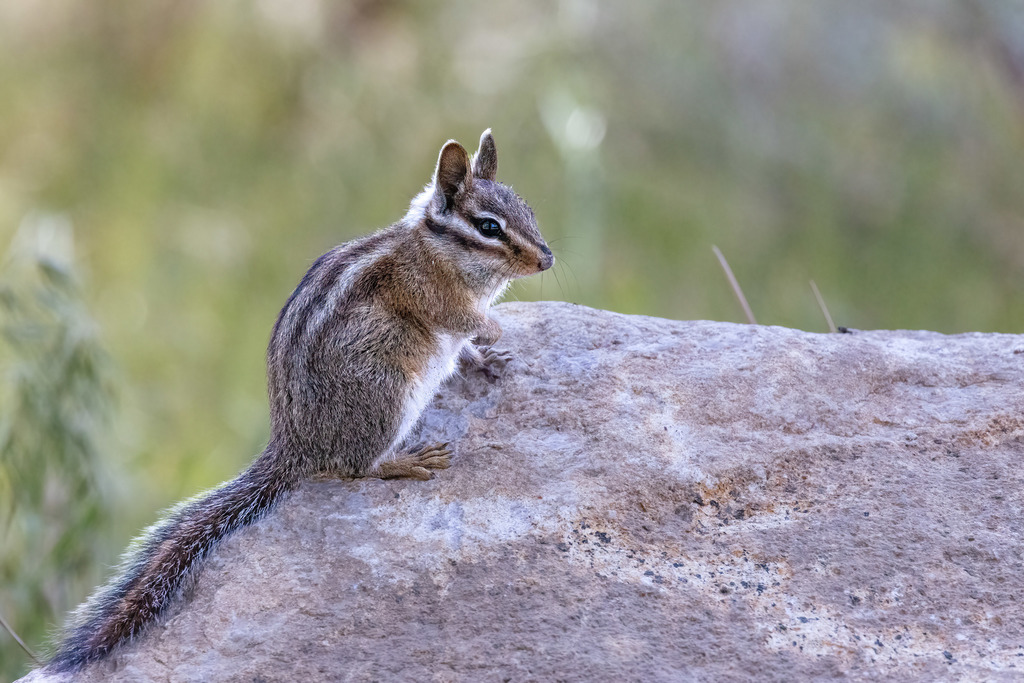 Long-eared Chipmunk (Squirrels & Chipmunks of the US) · iNaturalist