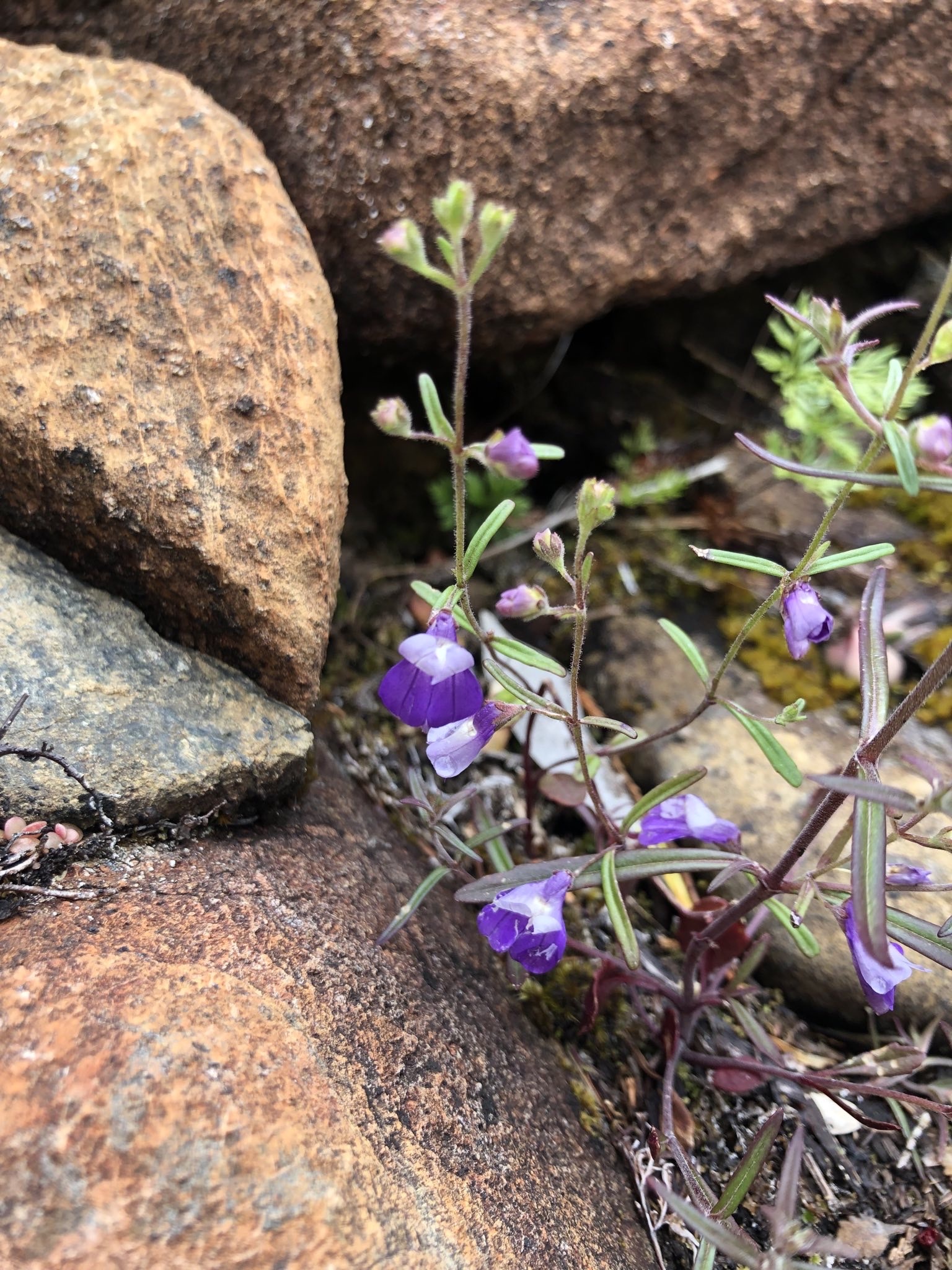 Collinsia linearis A.Gray