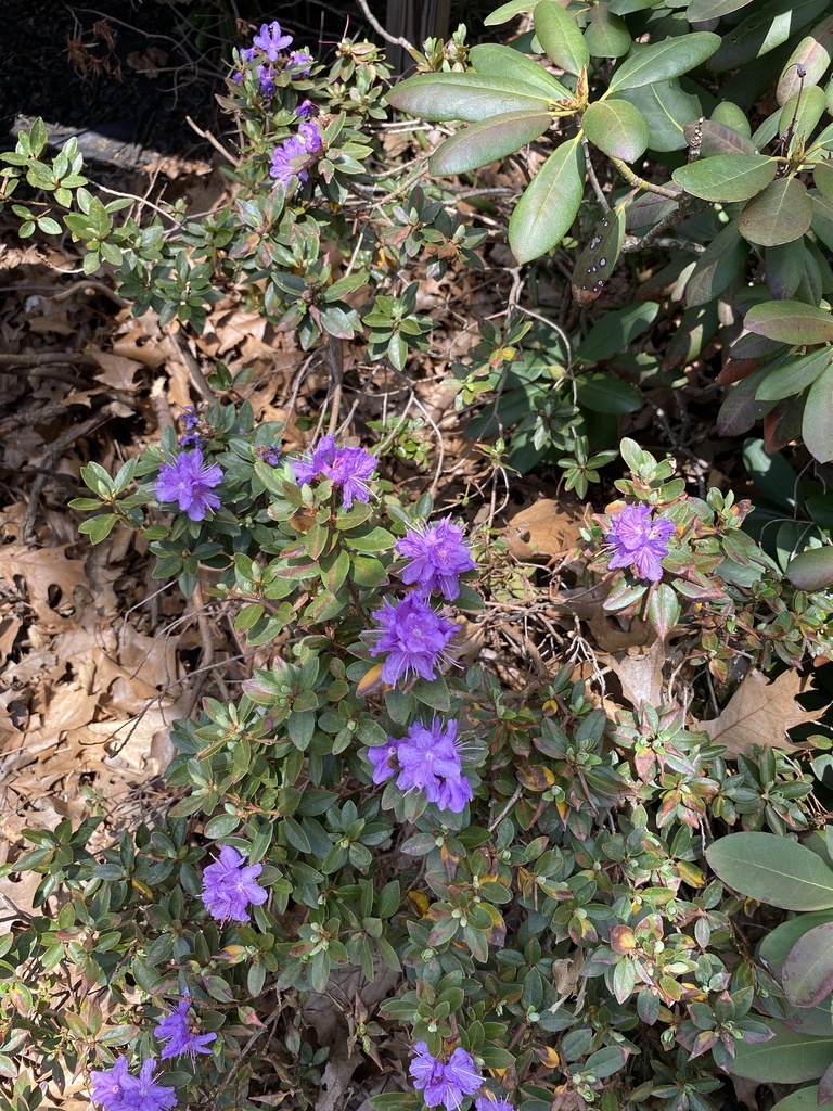Lapland Azalea from Gurnsprings Rd, Gansevoort, NY, US on May 14, 2022 ...