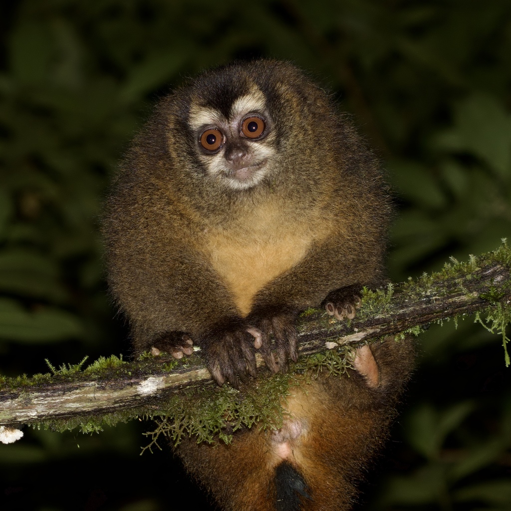 Colombian Night Monkey in May 2022 by gonzalonazati · iNaturalist