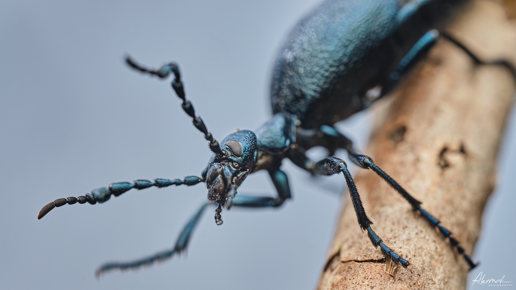 Meloe angusticollis Say, 1824