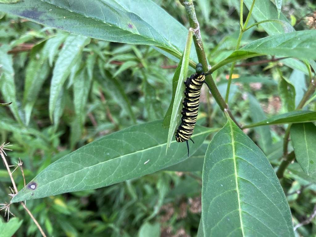 Southern Monarch from Intervales State Park, Iporanga, SP, BR on May 14 ...