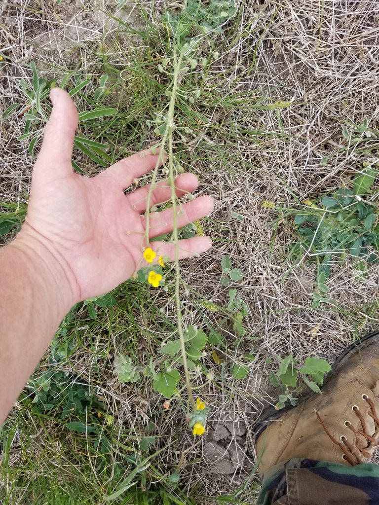 Bigflower Bladderpod from San Patricio County, TX, USA on April 11 ...