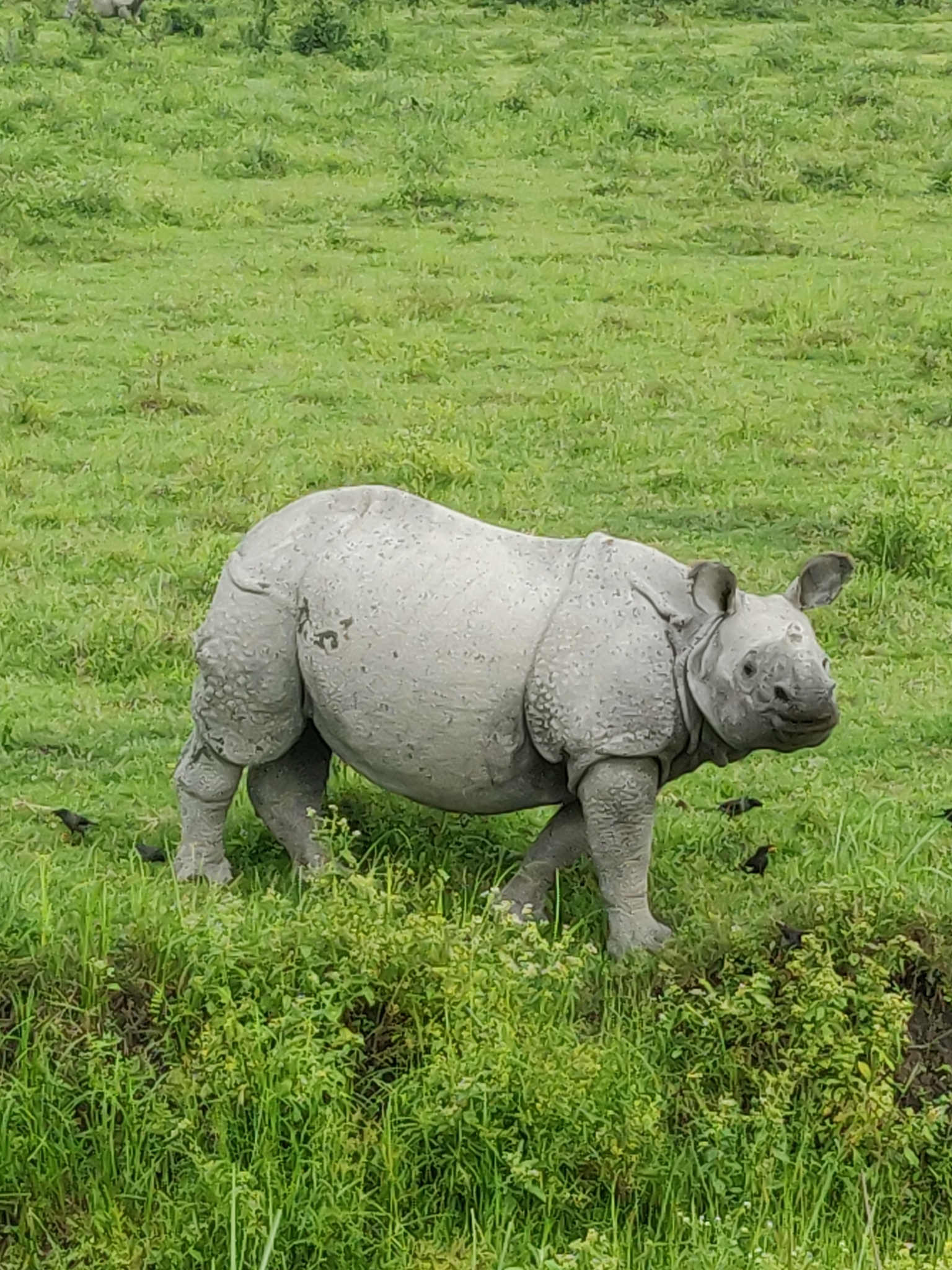 Rhinoceros Linnaeus, 1758