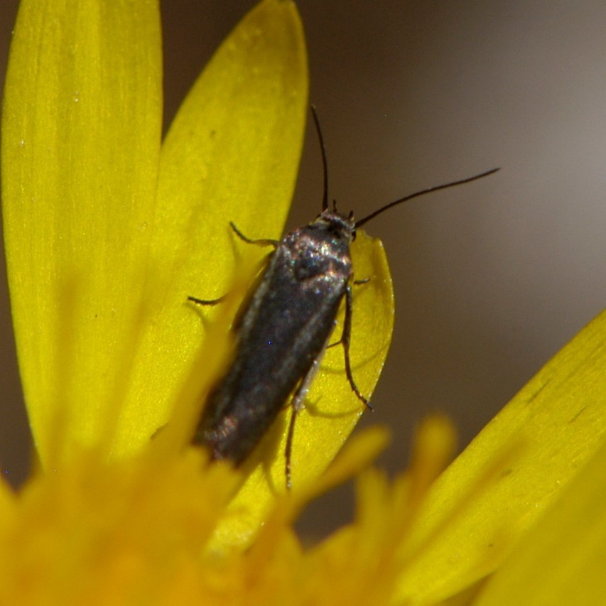 Rhamphura in May 2022 by Elliott Gordon · iNaturalist