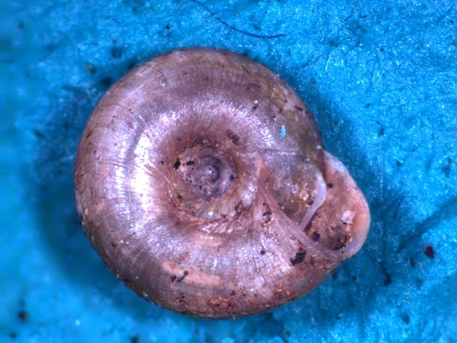 Flattened Pinecone (Strobilops hubbardi)