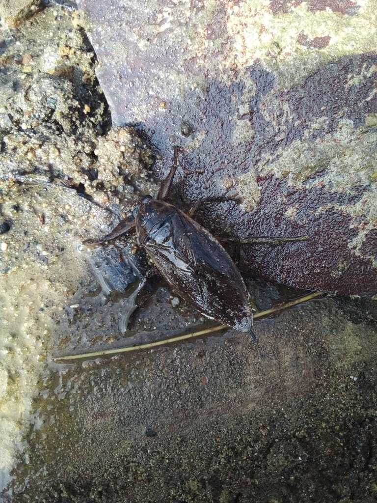 Lethocerus from Gamero, Mahates, Bolívar, Colombia on May 14, 2022 at ...