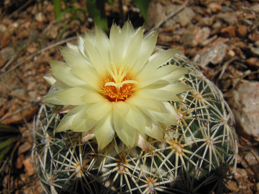 Coryphantha retusa in July 2012 by Bravo-Avilez D · iNaturalist