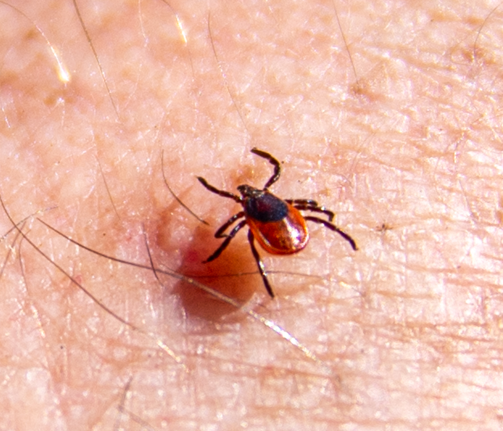 taiga tick from Тогульский р-н, Алтайский край, Россия on May 12, 2022 ...