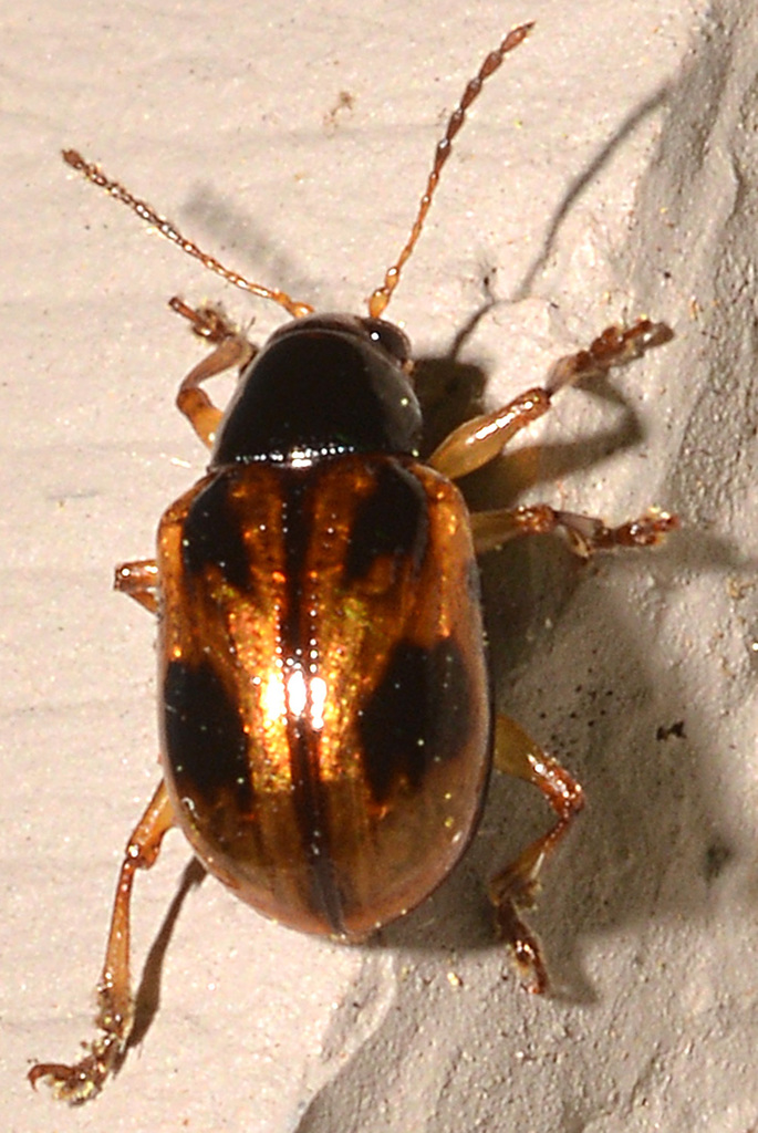 Strawberry Rootworm from 432 Ridge Road, Hamden, CT, USA on May 13 ...