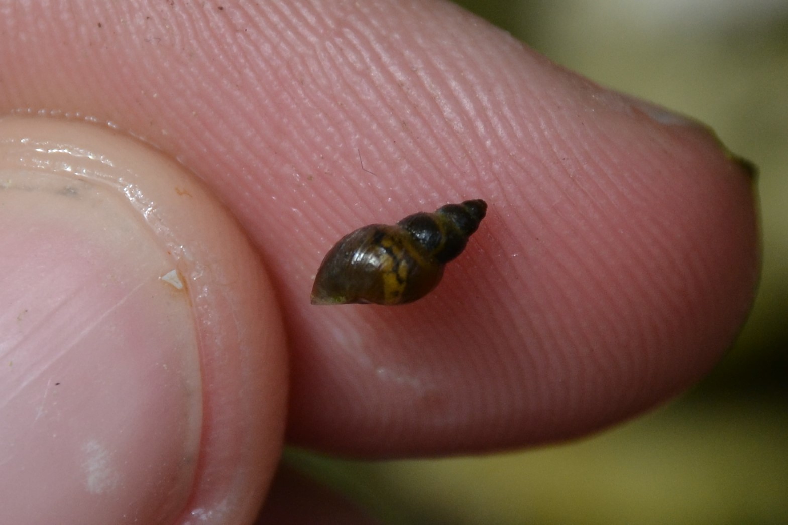 Galba truncatula (O.F.Müller, 1774)