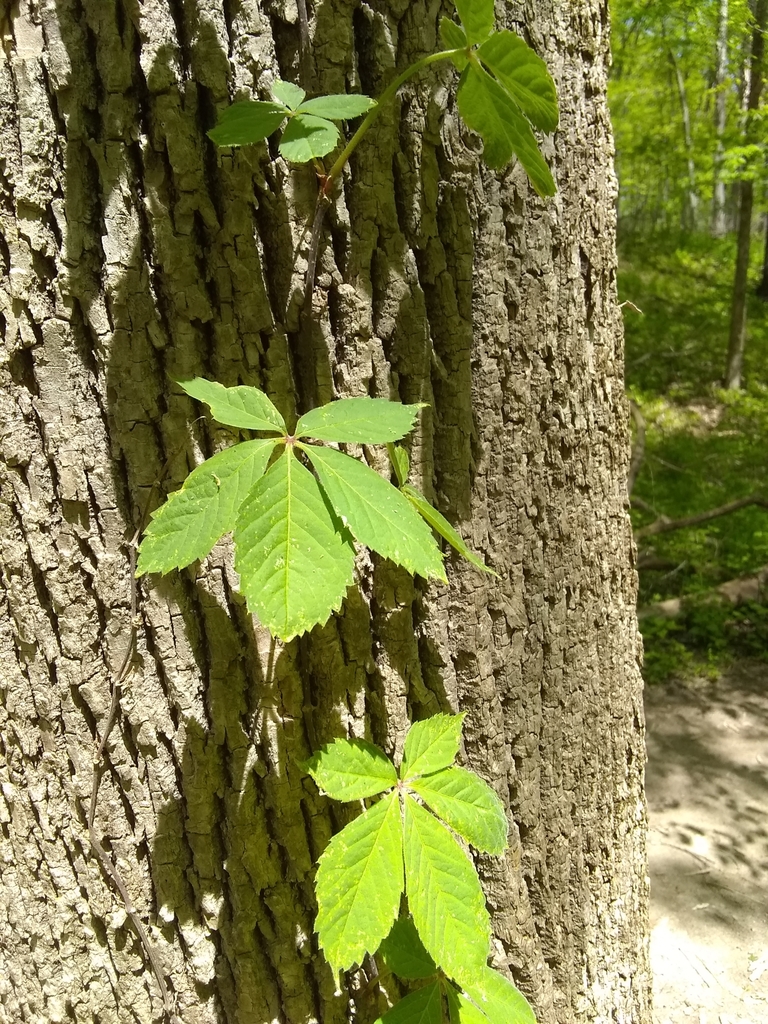 Virginia creeper from Muscatine Ave & 7th Ave, Iowa City, IA 52245, USA ...