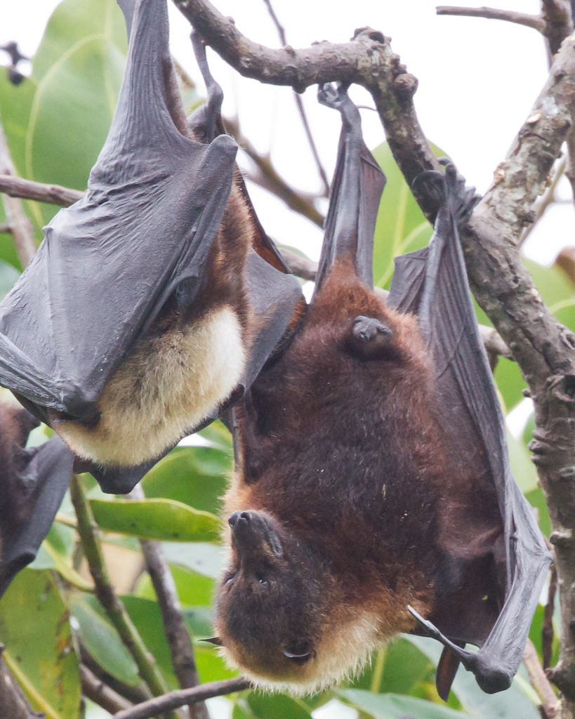 Samoa Flying-fox (Pteropus samoensis) - Know Your Mammals