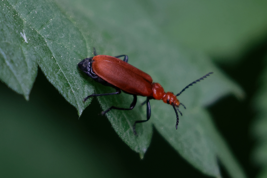 Common Cardinal Beetle from Marymont-Potok, Warsaw, Poland on May 14 ...