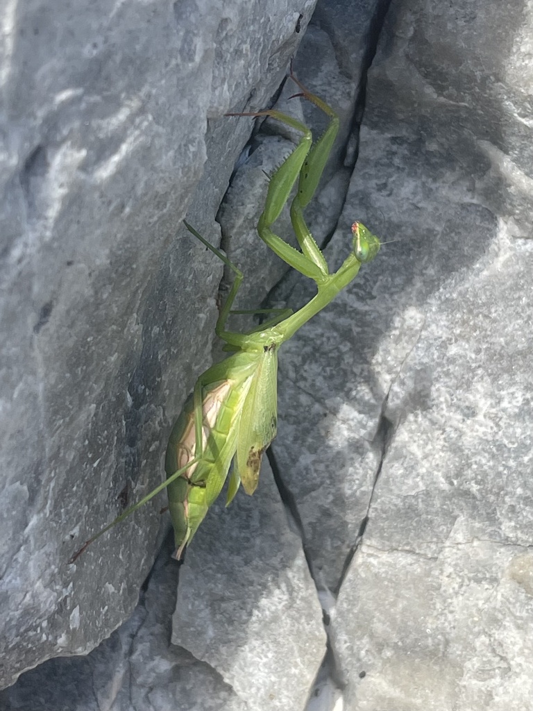 South African Mantis from Onrus River, Onrus, WC, ZA on May 13, 2022 at ...