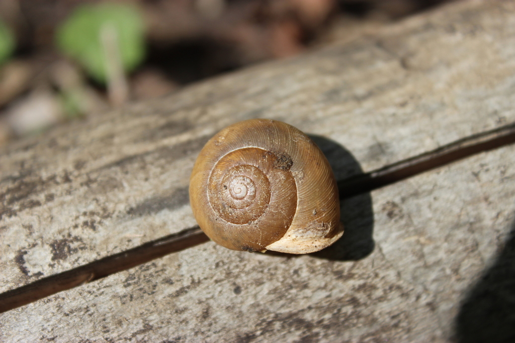 White-lip Globe Snail from Franklin County, MO, USA on April 30, 2022 ...