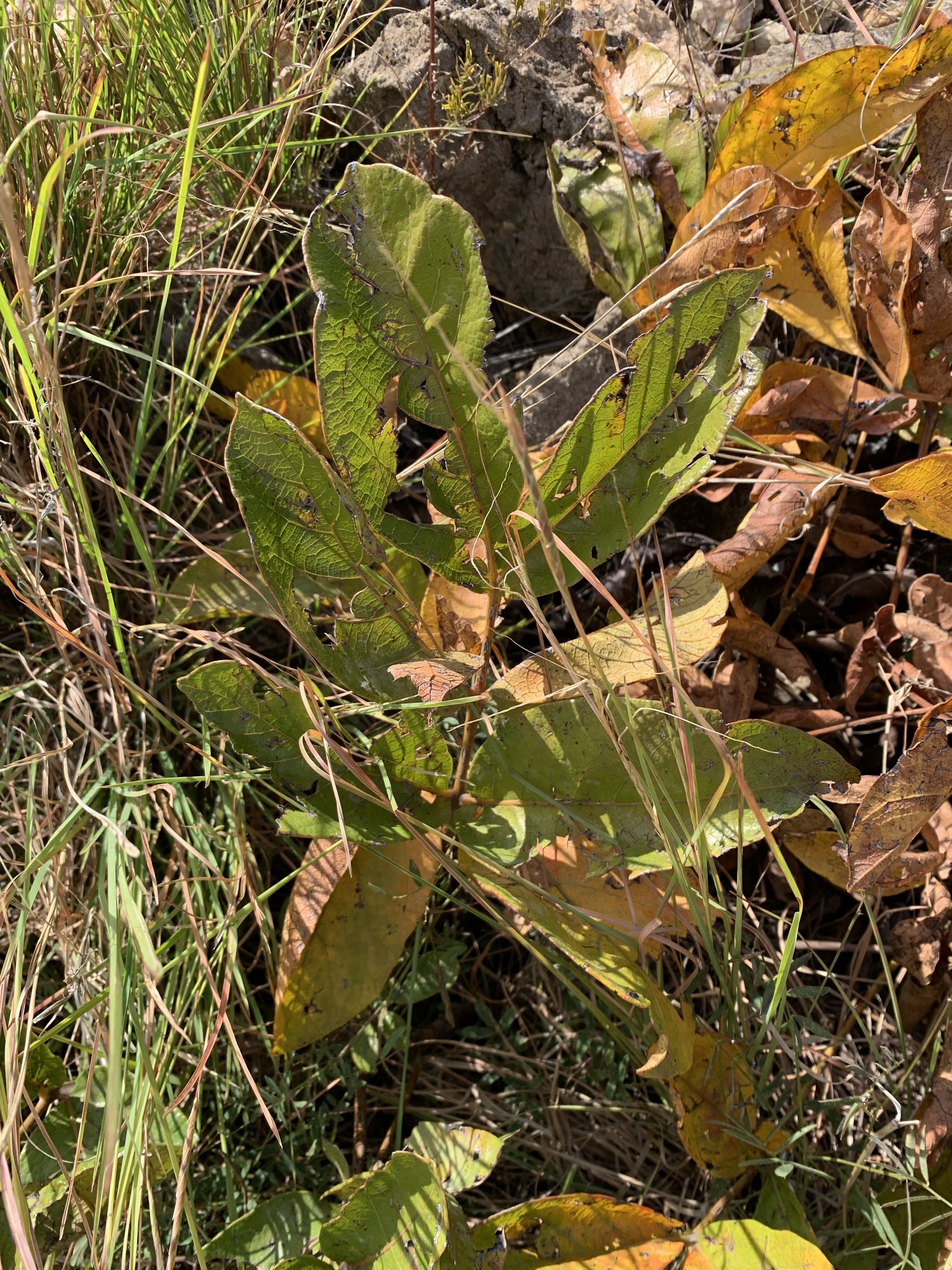 Lannea edulis (Sond.) Engl.
