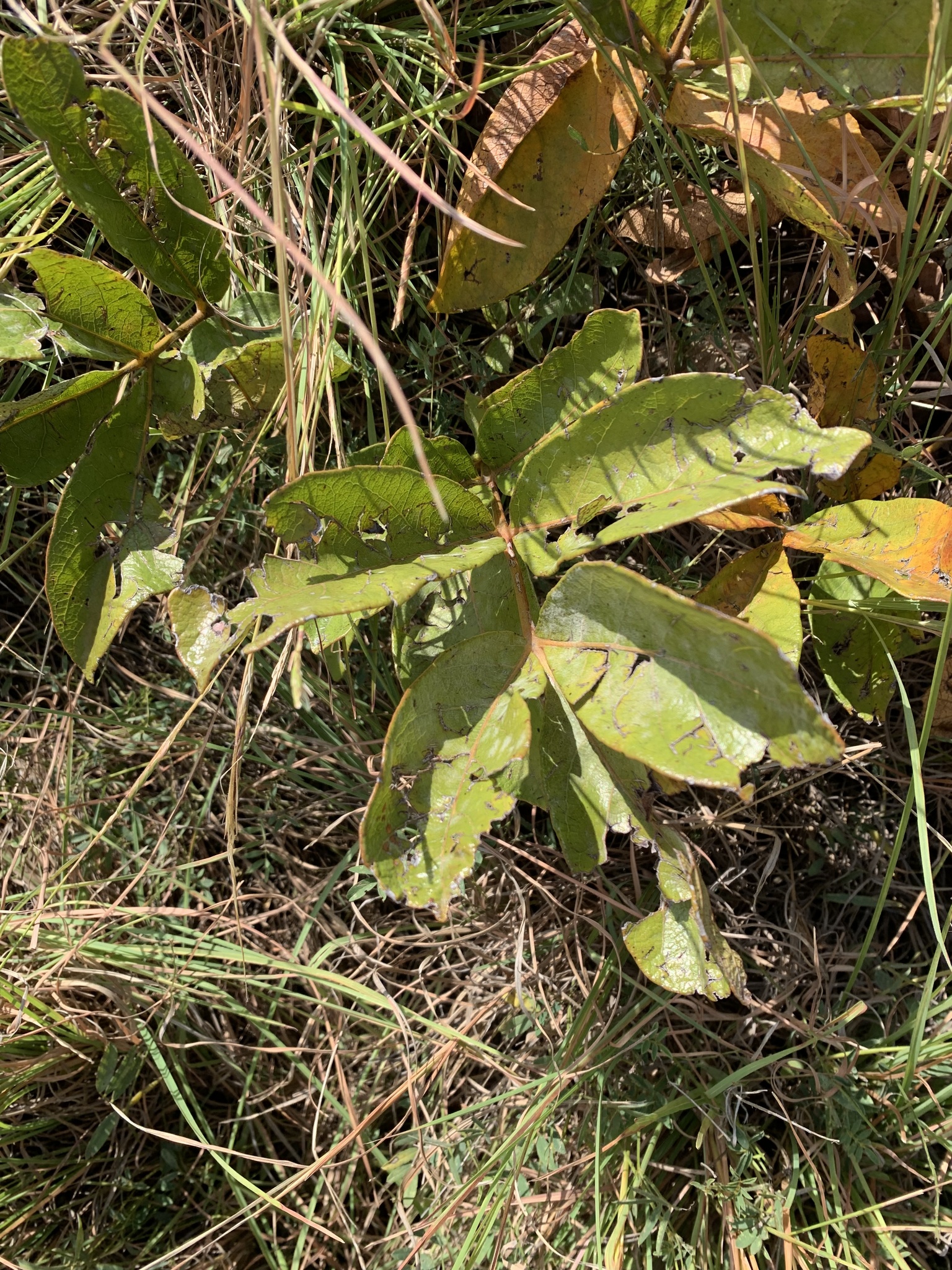 Lannea edulis (Sond.) Engl.