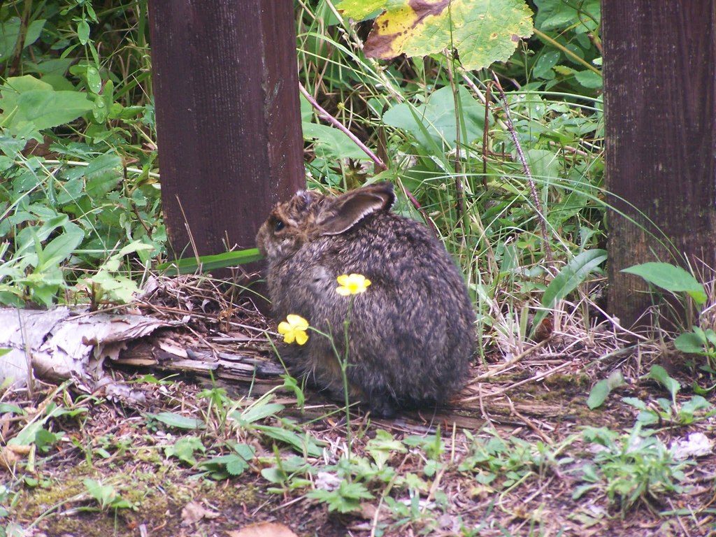 Snowshoe Hare from Keweenaw County, MI, USA on August 21, 2009 at 02:29 ...