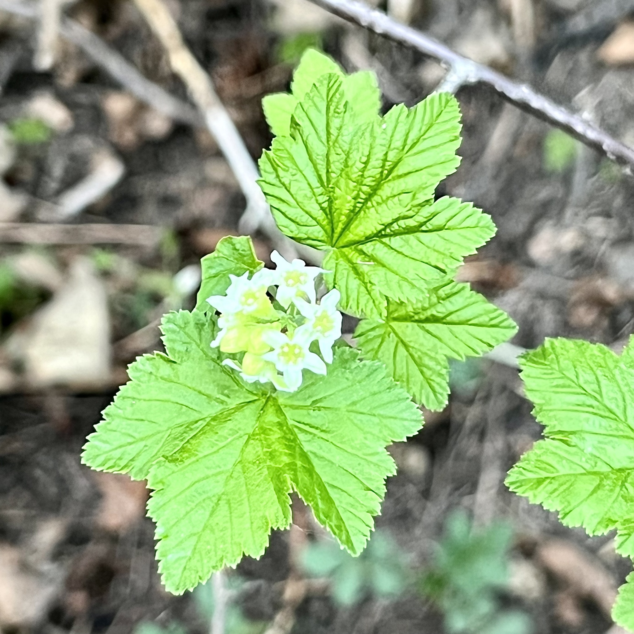 Ribes wolfii Rothr.