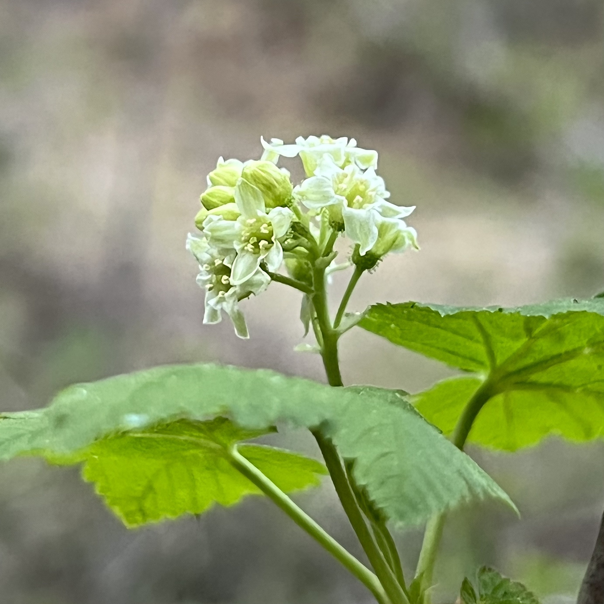 Ribes wolfii Rothr.