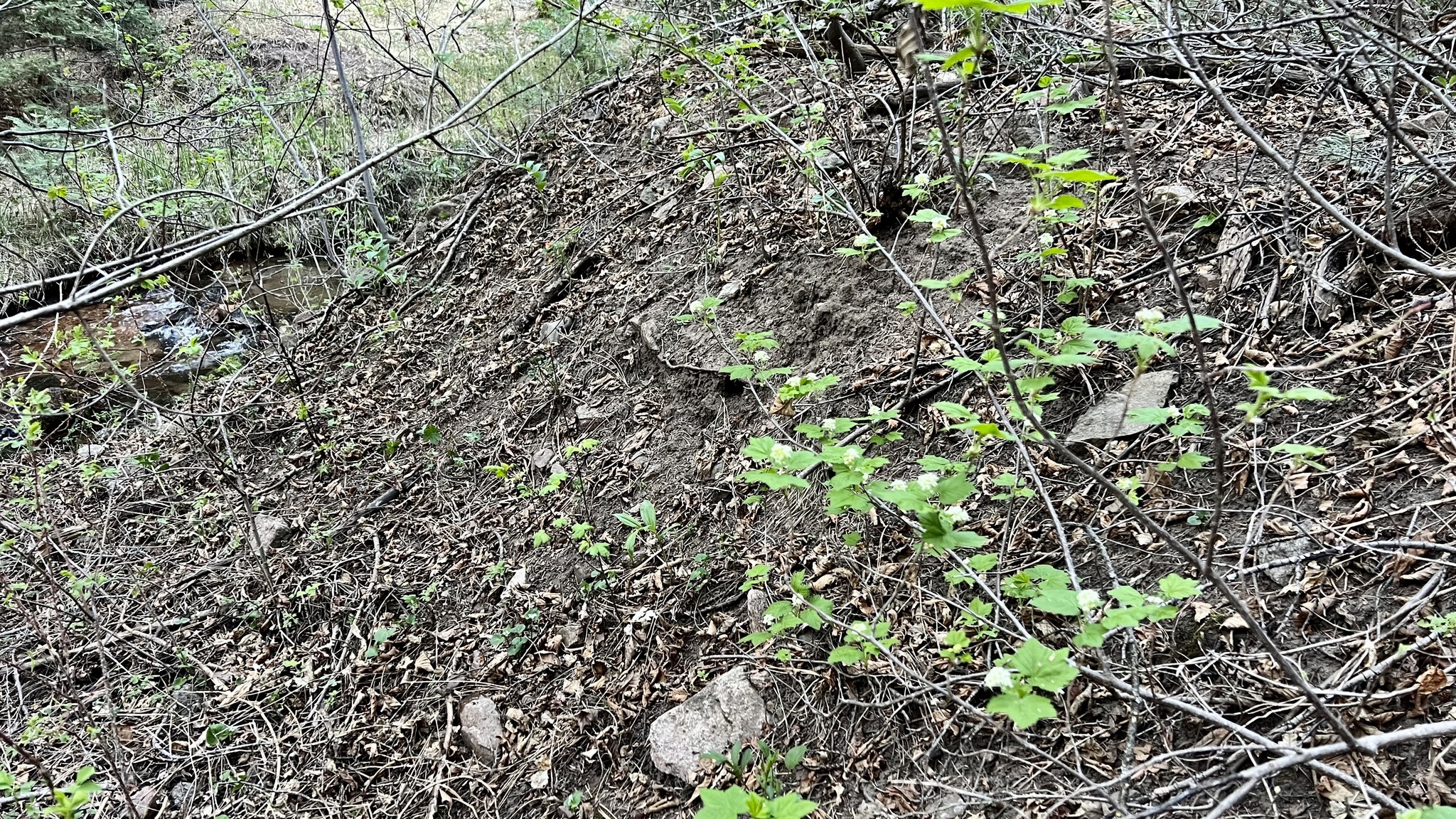 Ribes wolfii Rothr.