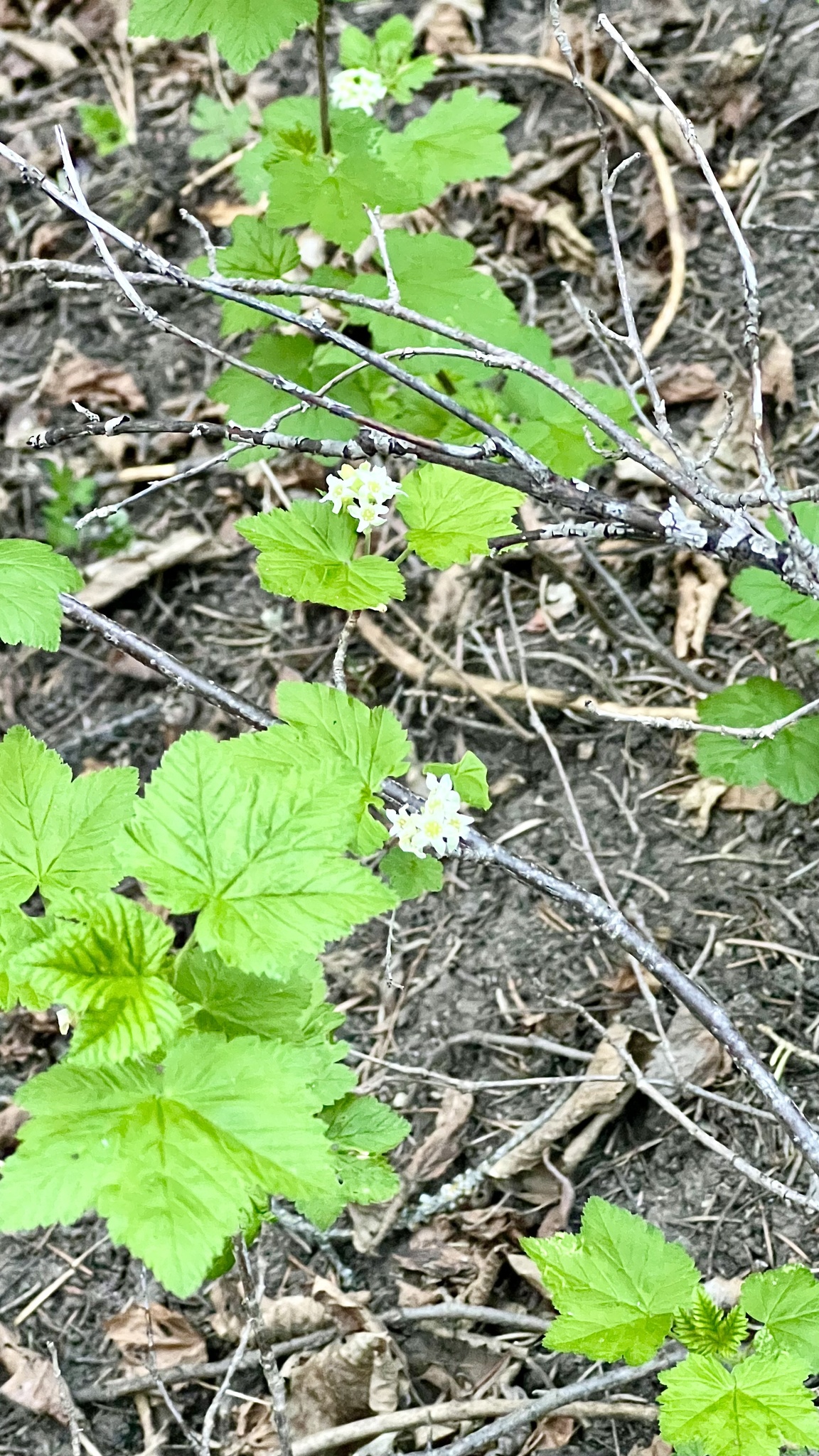 Ribes wolfii Rothr.