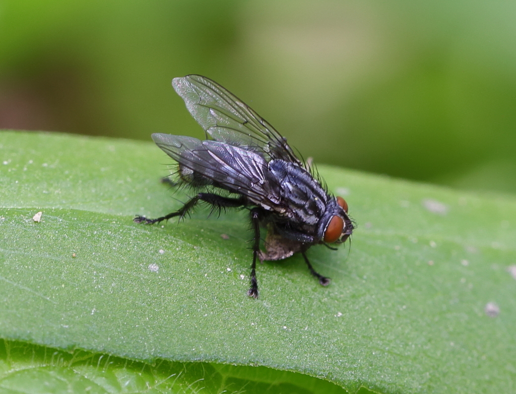Common Flesh Flies from Greene County, OH, USA on May 14, 2022 at 11:36 ...