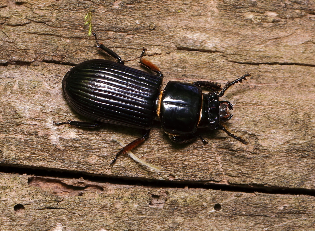 Horned Passalus Beetle from Greene County, OH, USA on May 14, 2022 at ...