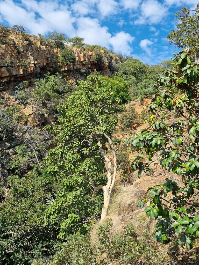 Large-leaved rock fig from Pretoria Rural, South Africa on May 14, 2022 ...