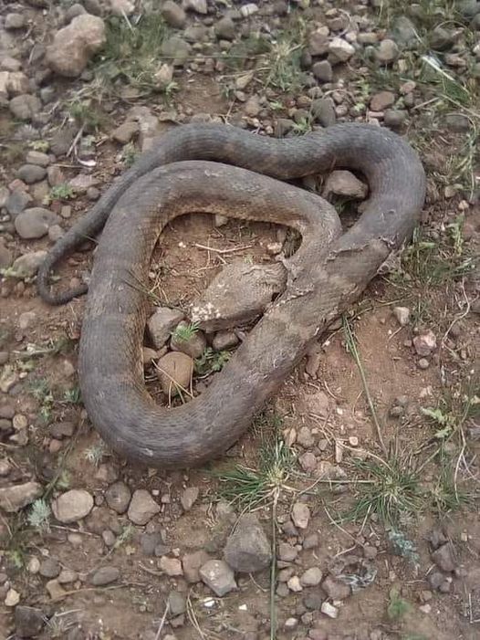 Moorish Viper in May 2022 by Amphibians / Reptiles. ألملاحظ Amin "Minou ...