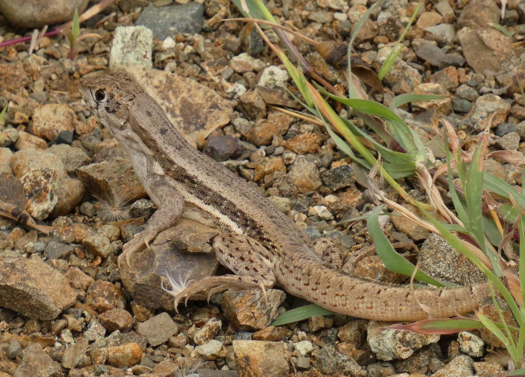 Leiocephalus raviceps Cope, 1863