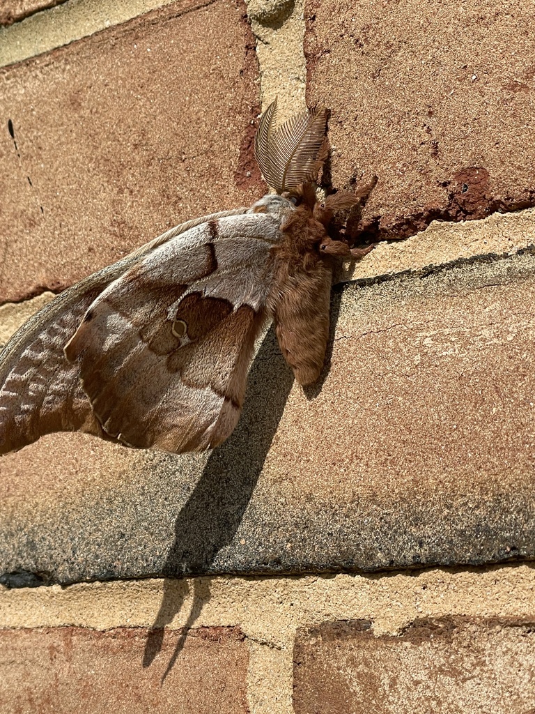 Polyphemus Moth from Bel Air, MD, US on May 05, 2022 at 10:46 AM by ...
