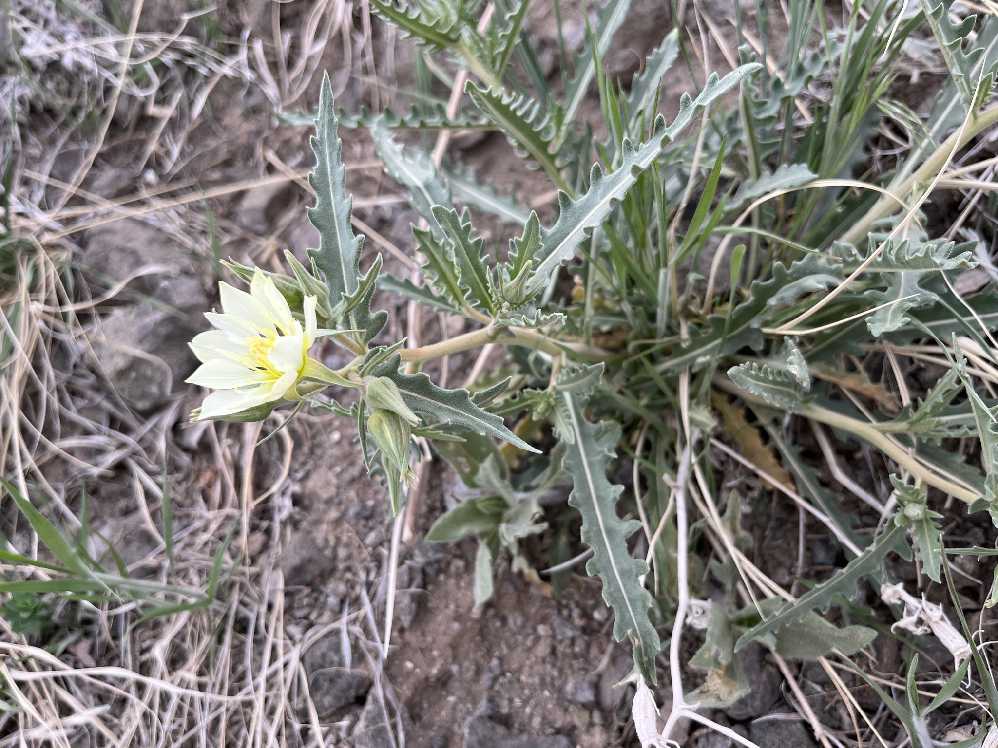 Mentzelia multiflora (Nutt.) Gray
