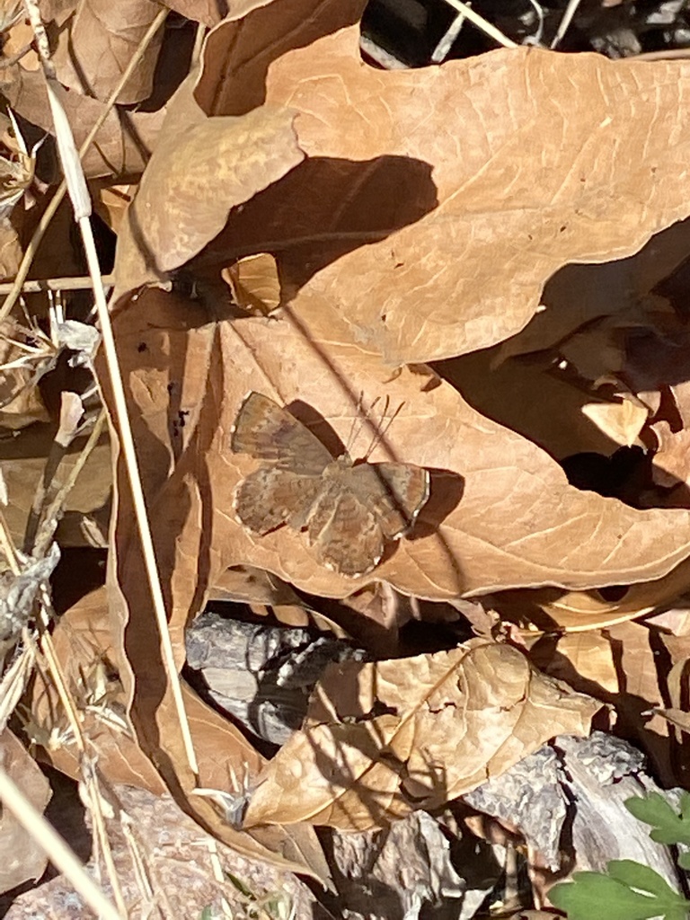 Arizona Metalmark from Santa Cruz County, US-AZ, US on April 23, 2022 ...
