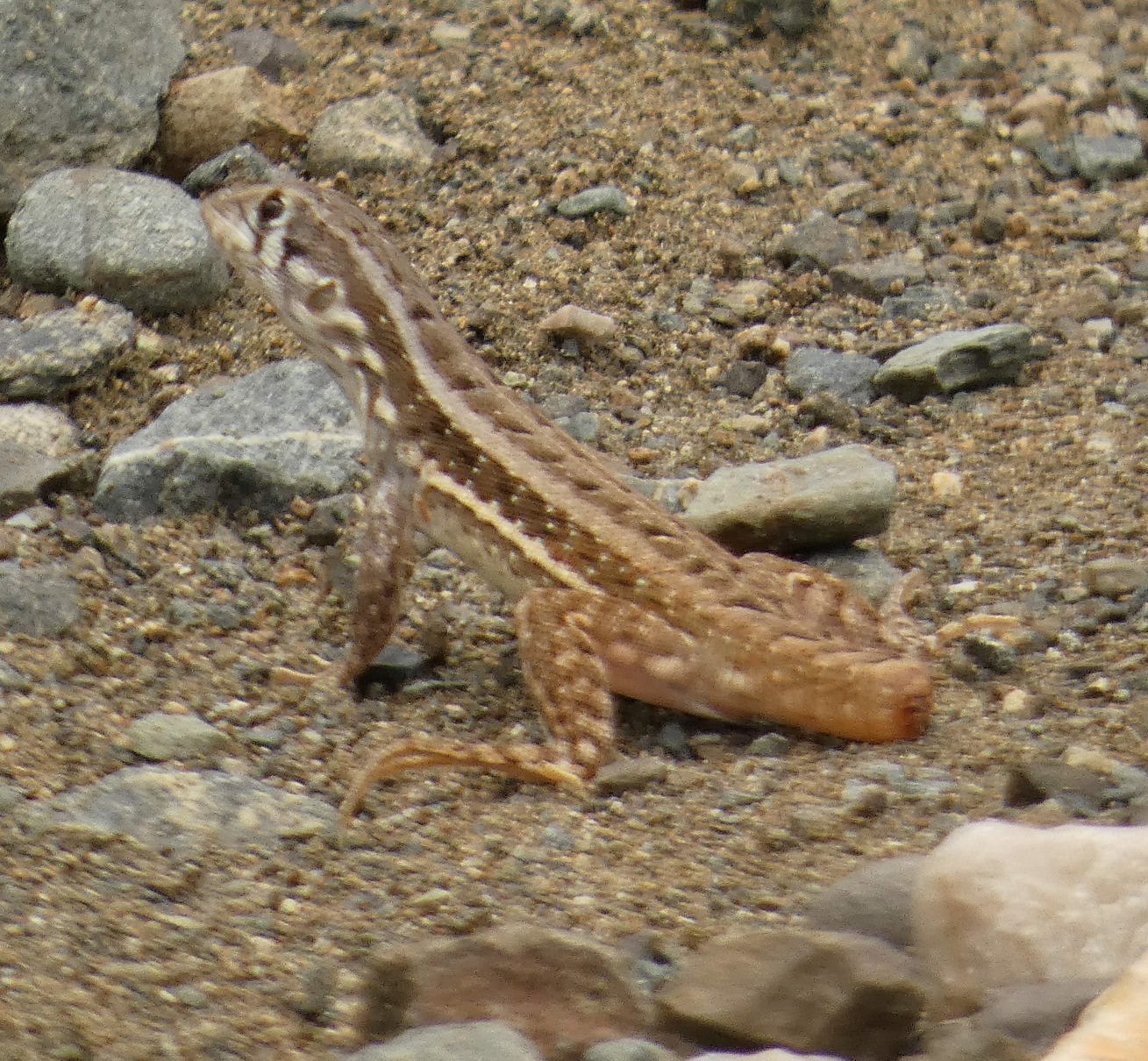 Leiocephalus raviceps Cope, 1863