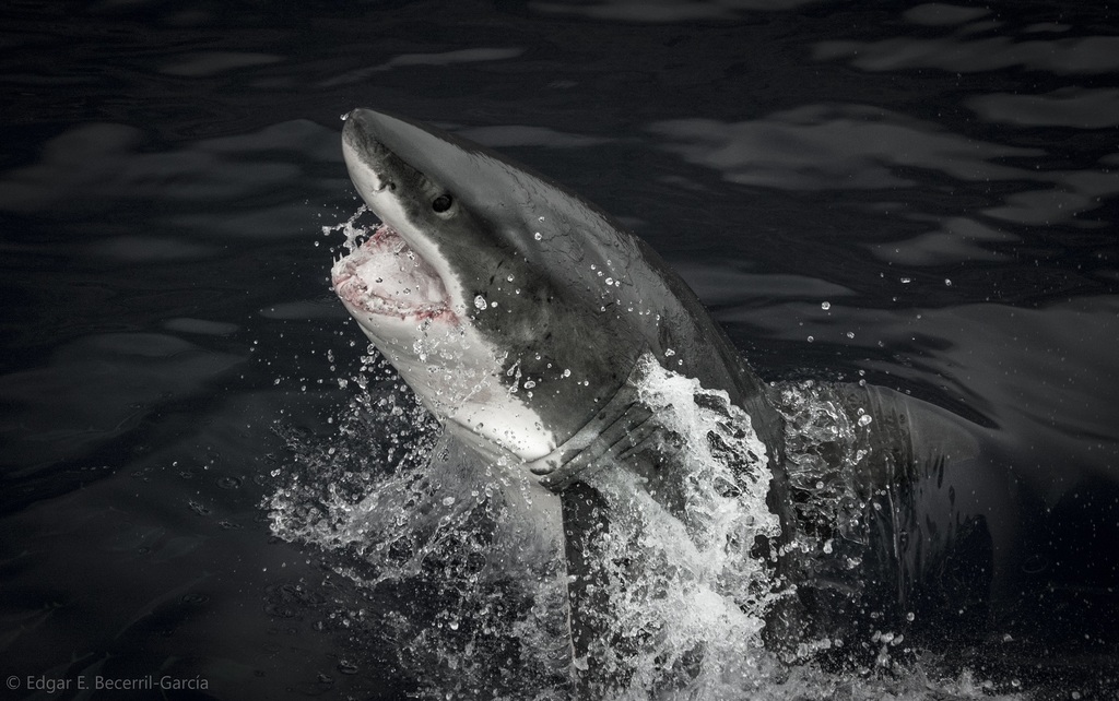 Great White Shark from Ensenada, MX-BN, MX on December 04, 2019 at 01: ...