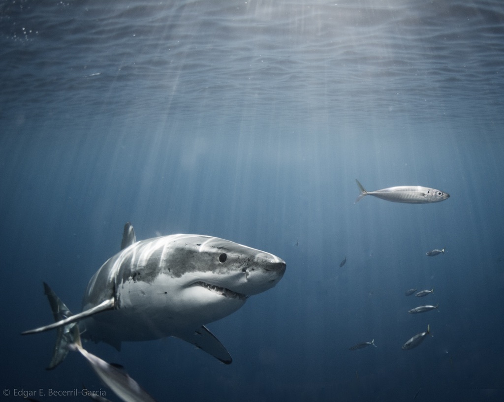 Great White Shark from Ensenada, MX-BN, MX on November 08, 2019 at 01: ...