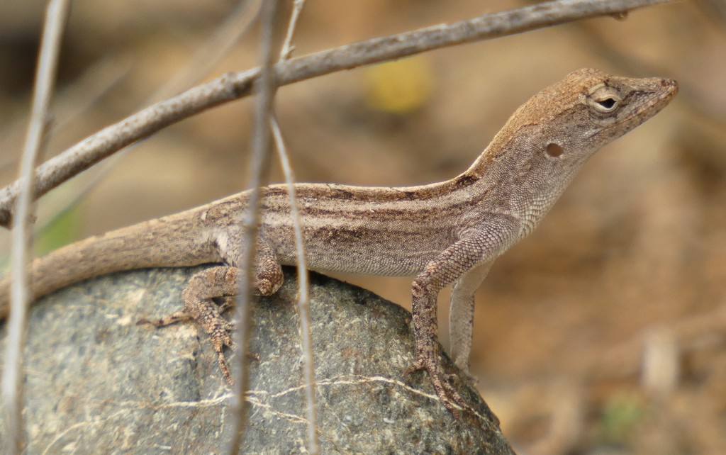Oriente Pallid Anole from Caimanera, CU-GU, CU on May 14, 2022 at 01:57 ...